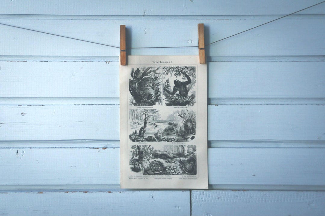 1907 Vintage Animal Dwellings Lithograph Illustration - Etsy