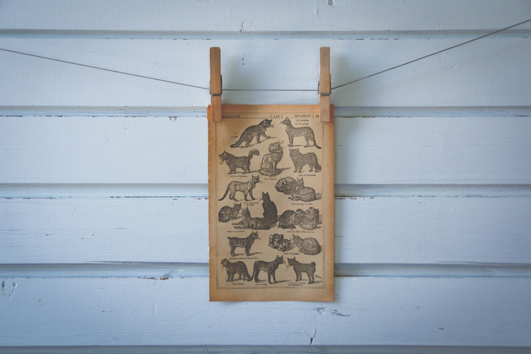 1921 Vintage Cats Illustration - Etsy