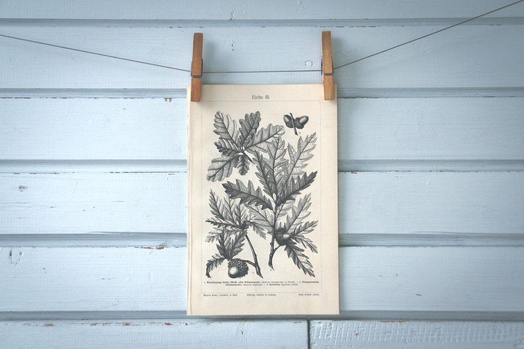 1907 Vintage Oak Lithograph Illustration - Etsy