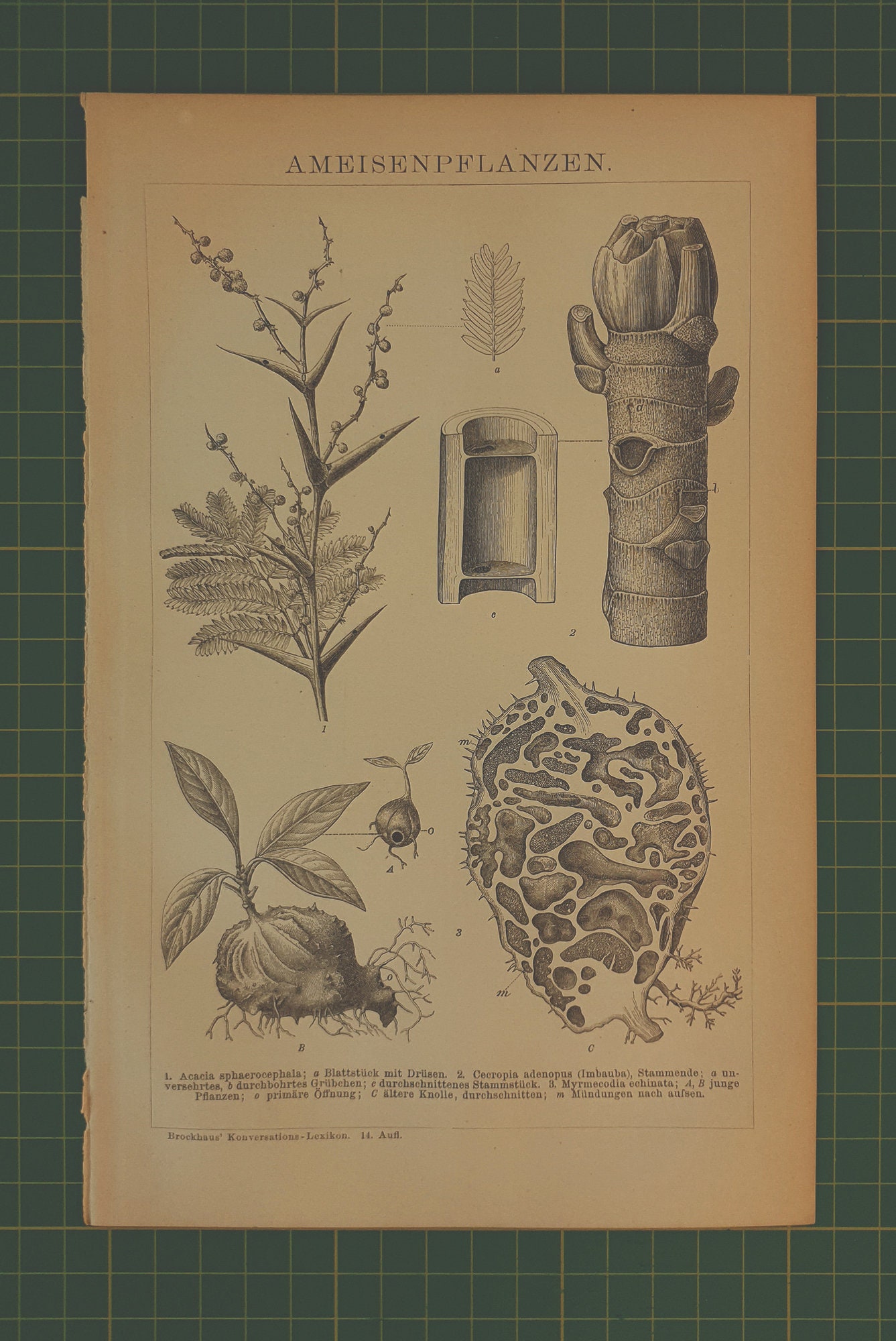 1893 Vintage Myrmecophytes Lithograph Illustration - Etsy
