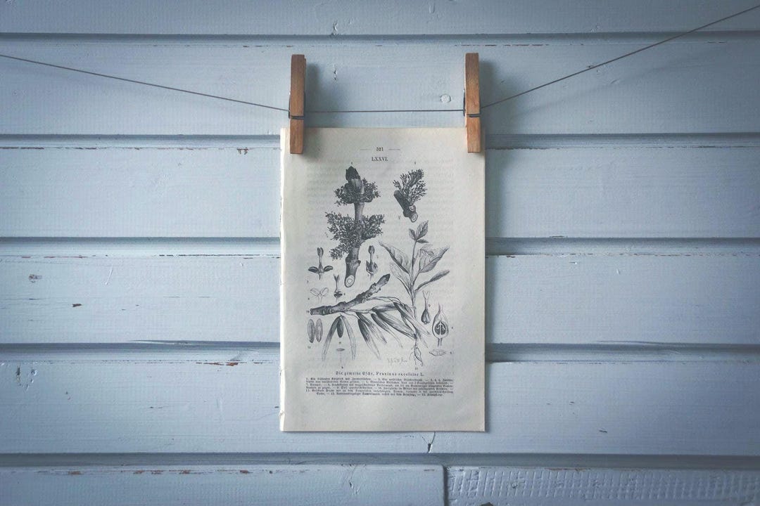 1871 Vintage Ash Lithograph Illustration - Etsy