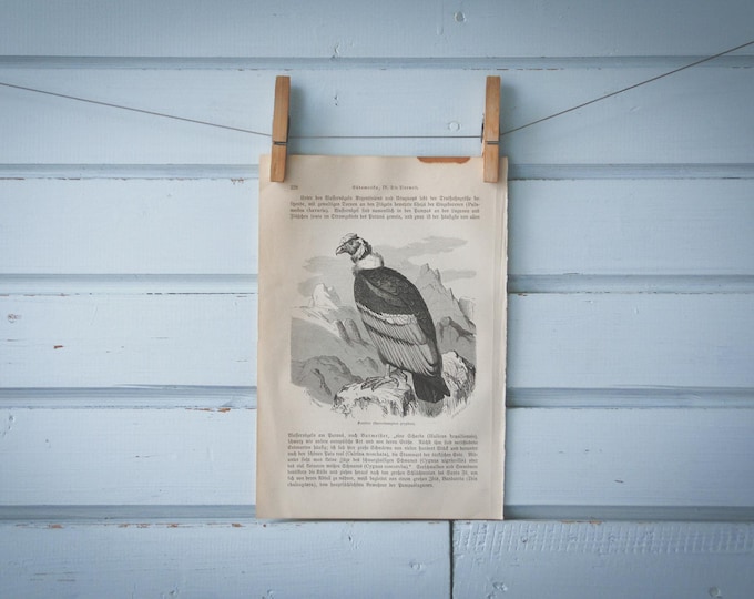 Condor Print, Antique Animal Painting, Vintage Drawing Poster Wall Art ...
