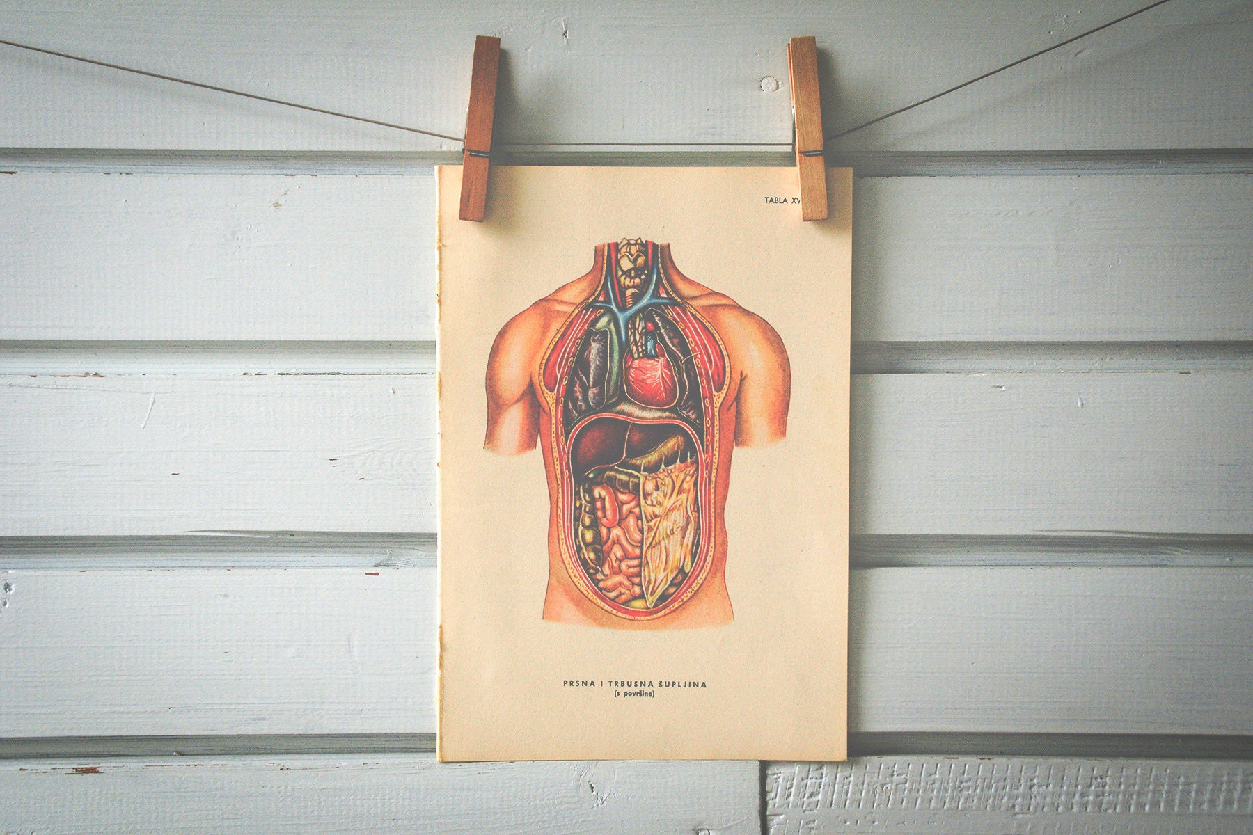 1957 Vintage Internal Organs Illustration | Etsy