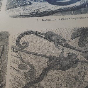 1887 Vintage New World Monkeys Lithograph Illustration - Etsy