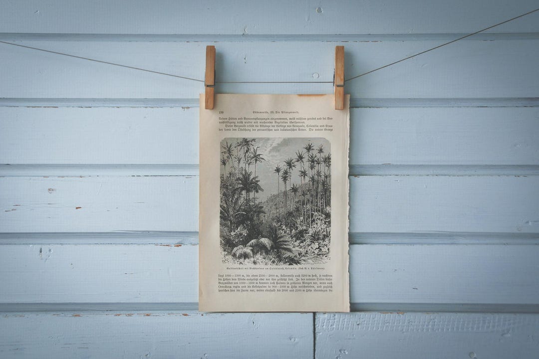 1897 Vintage Quindío Rainforest Lithograph Illustration - Etsy