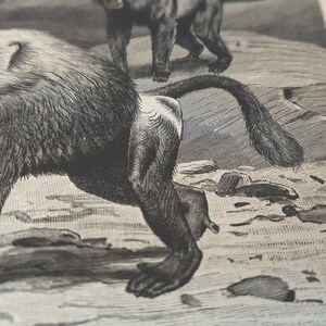 1907 Vintage Old World Monkeys Lithograph Illustration - Etsy