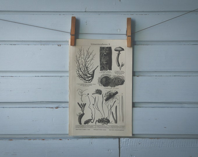 1907 Vintage Parasitic Plants Lithograph Illustration - Etsy