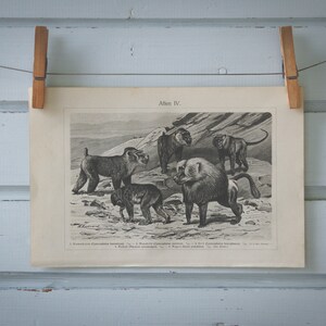1907 Vintage Old World Monkeys Lithograph Illustration - Etsy