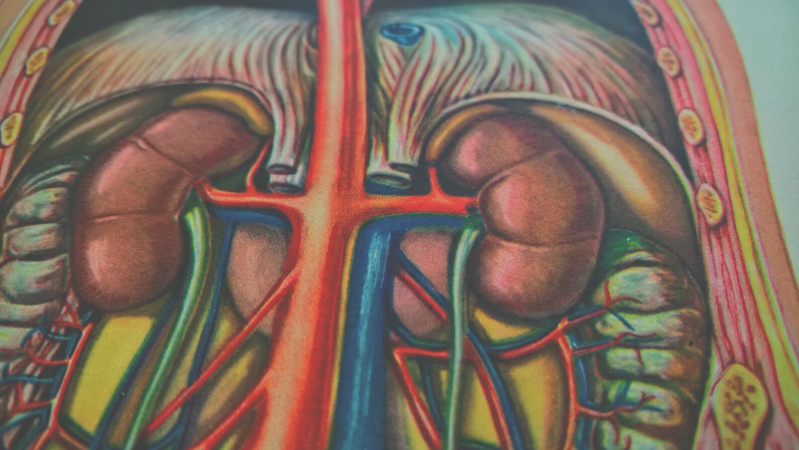 1957 Vintage Internal Organs Illustration - Etsy