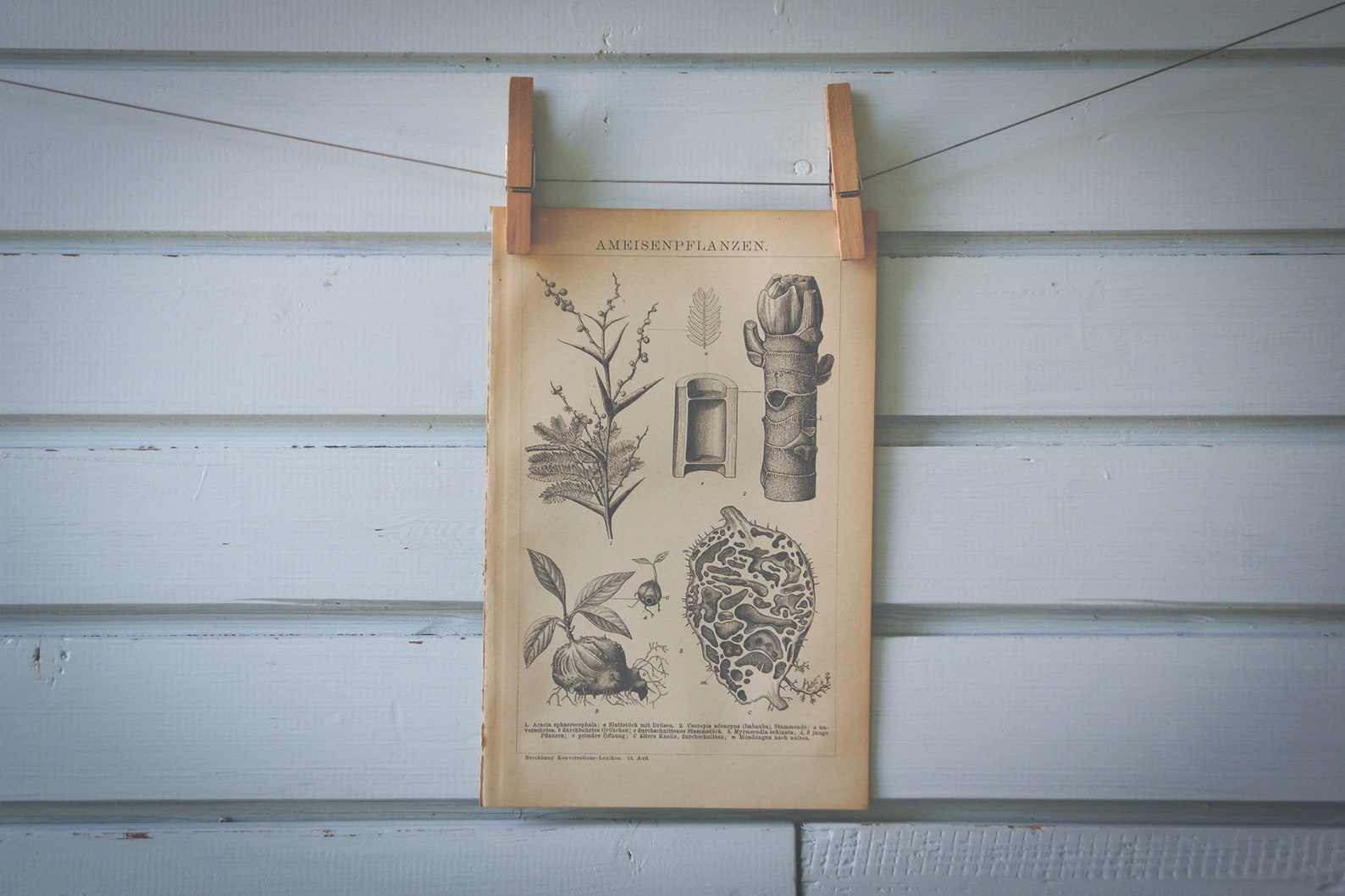 1893 Vintage Myrmecophytes Lithograph Illustration - Etsy