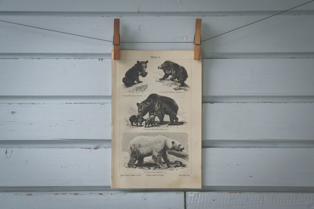 1907 Vintage Bears Lithograph Illustration - Etsy
