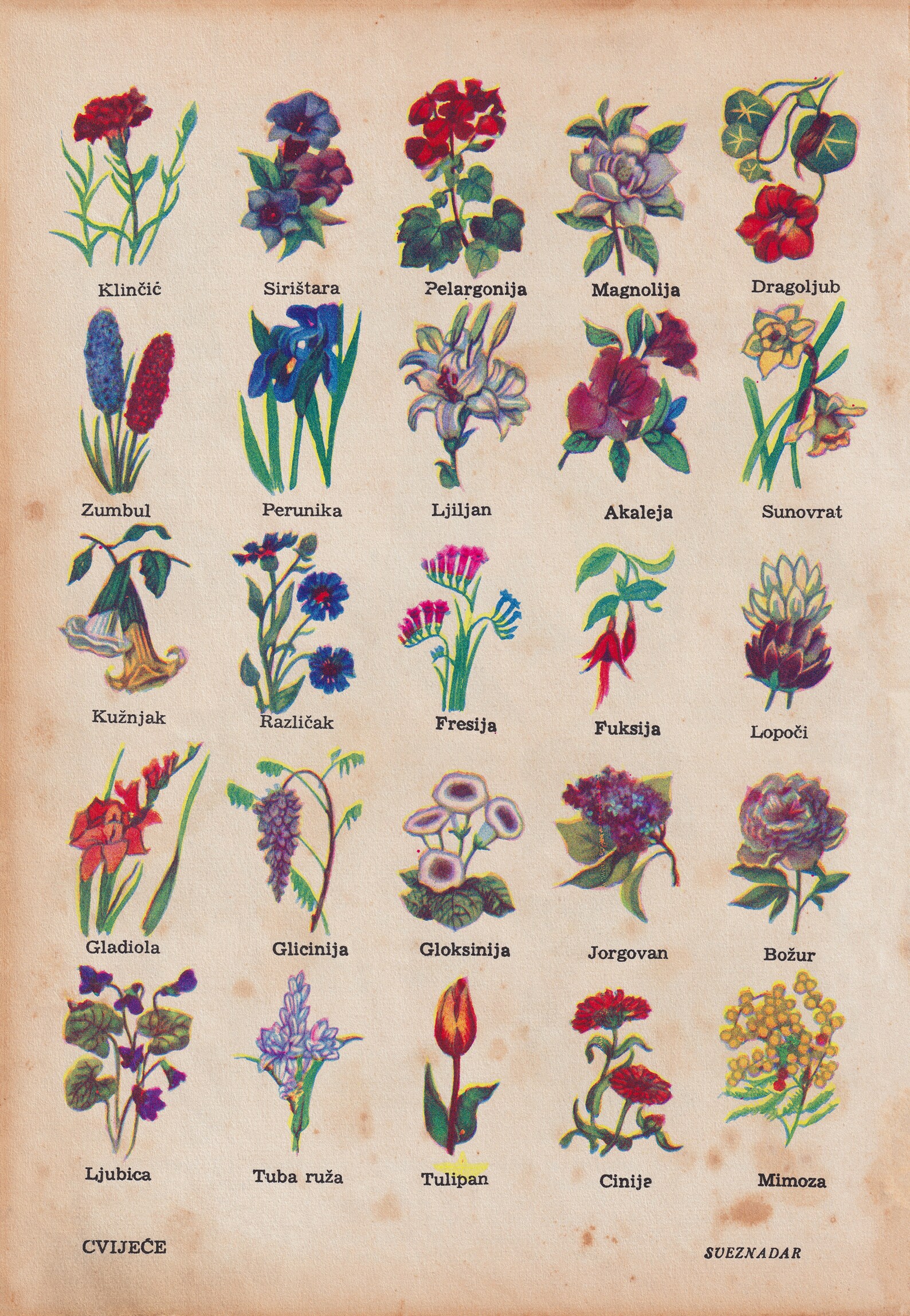 1954 Vintage Flowers Illustration - Digital Download - Etsy