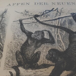 1887 Vintage New World Monkeys Lithograph Illustration - Etsy