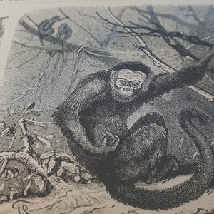 1887 Vintage New World Monkeys Lithograph Illustration - Etsy
