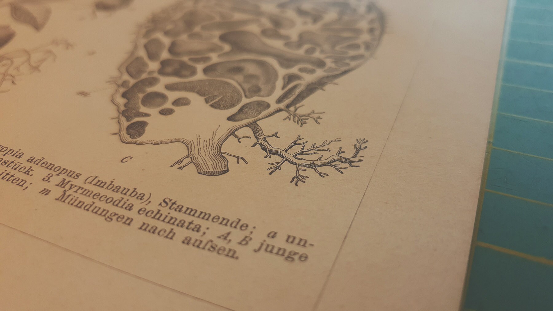 1893 Vintage Myrmecophytes Lithograph Illustration - Etsy