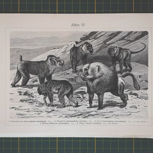 1907 Vintage Old World Monkeys Lithograph Illustration - Etsy