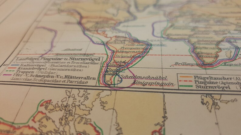 1907 Vintage Birds Distribution World Map - Etsy