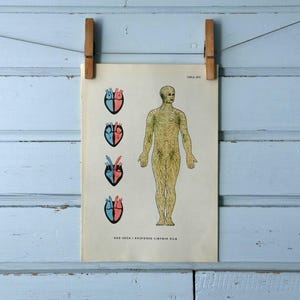 1957 Vintage Lymphatic System Illustration - Etsy