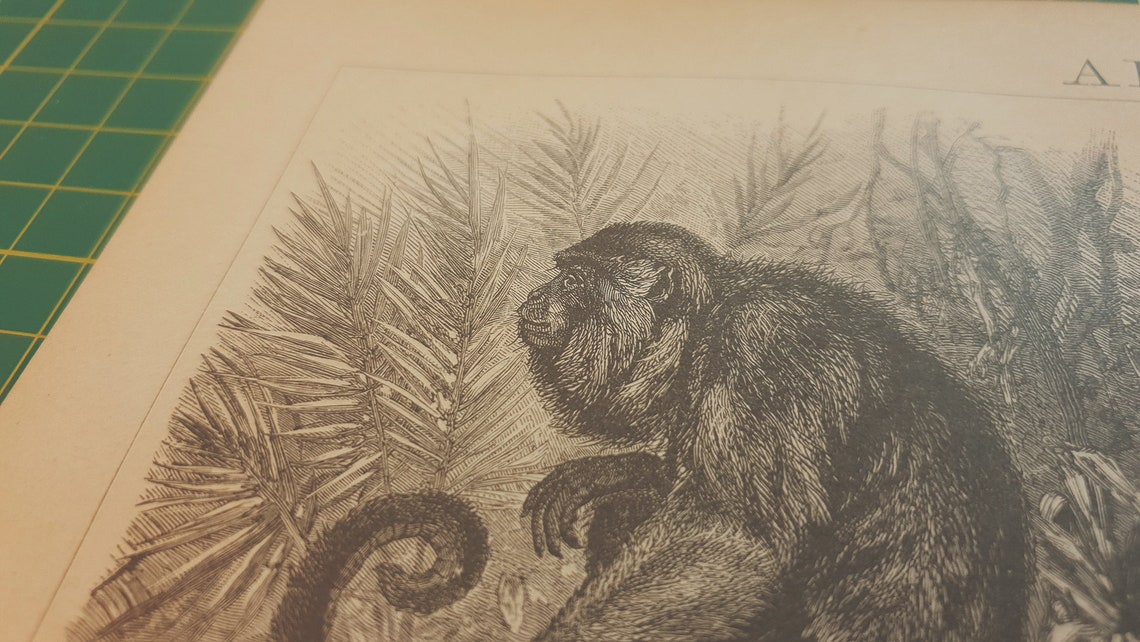 1893 Vintage New World Monkeys Lithograph Illustration - Etsy