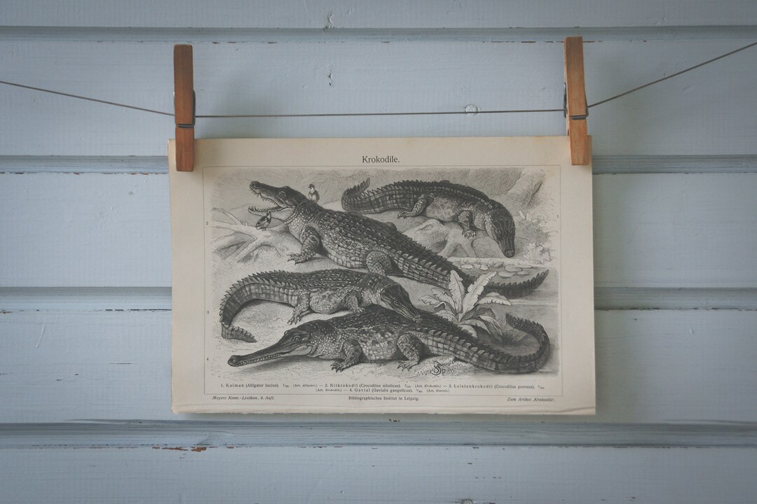 1907 Vintage Crocodiles Lithograph Illustration - Etsy