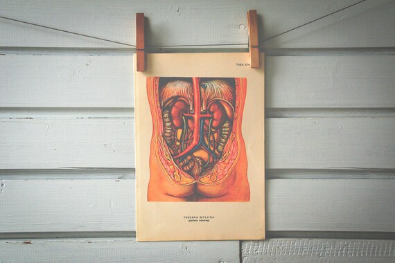 1957 Vintage Internal Organs Illustration - Etsy