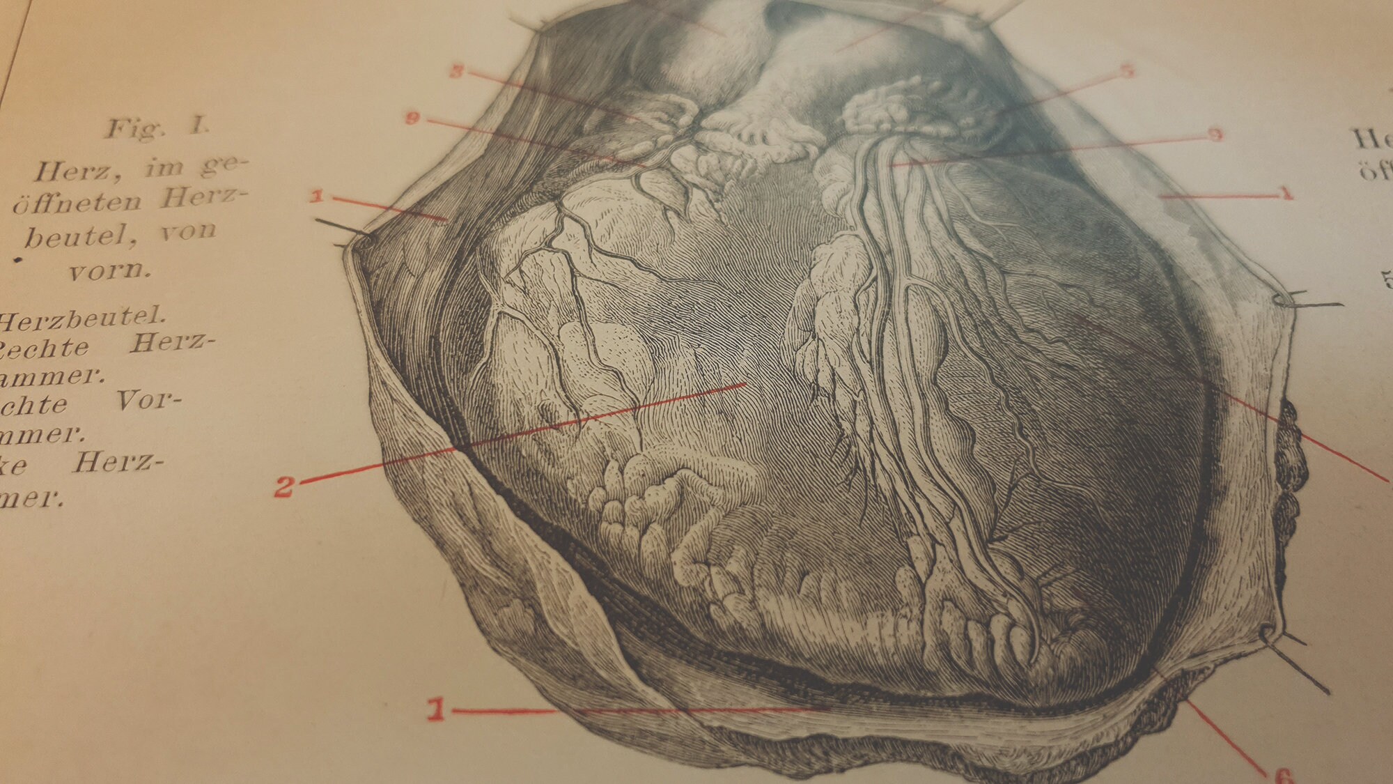 1887 Vintage Anatomy of the Heart Illustration