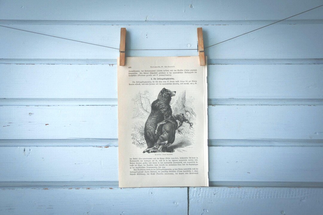 1897 Vintage Grizzly Bear Lithograph Illustration - Etsy