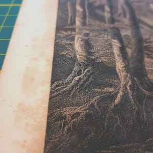Rare Find* 1871 Vintage Beech Forest Lithograph Illustration - Etsy