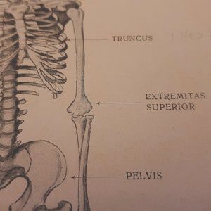 1946 Vintage Skeleton Illustration - Etsy