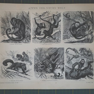 1887 Vintage New World Monkeys Lithograph Illustration - Etsy