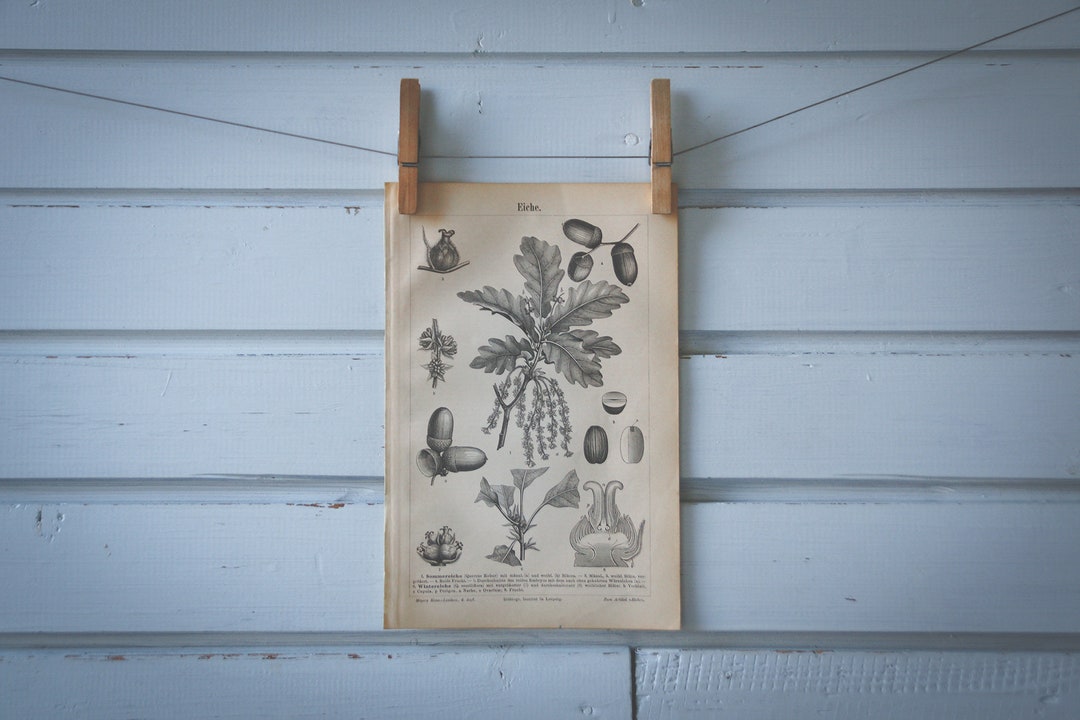 1890 Vintage Oak Lithograph Illustration - Etsy