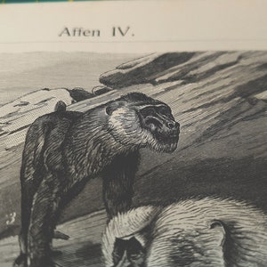 1907 Vintage Old World Monkeys Lithograph Illustration - Etsy