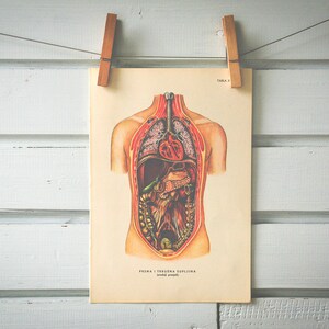 1957 Vintage Internal Organs Illustration - Etsy
