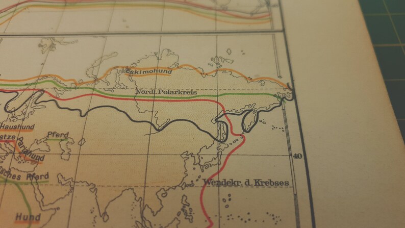 1907 Vintage Mammal Areals World Map - Etsy