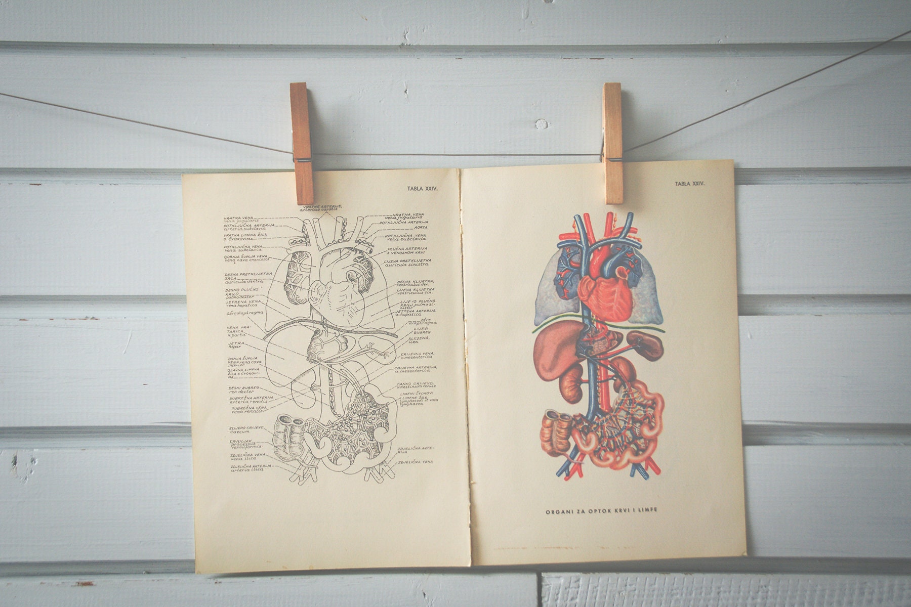 1957 Vintage Circulatory & Lymphatic System Illustration | Etsy