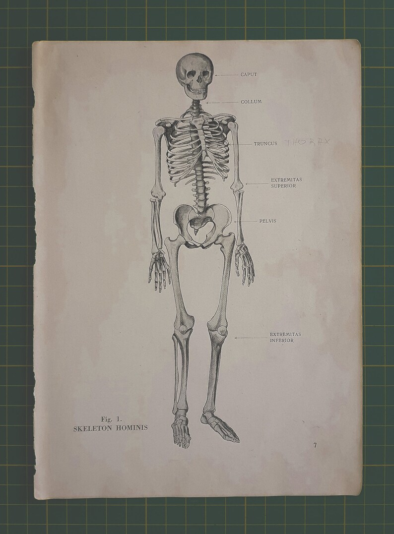 1946 Vintage Skeleton Illustration | Etsy