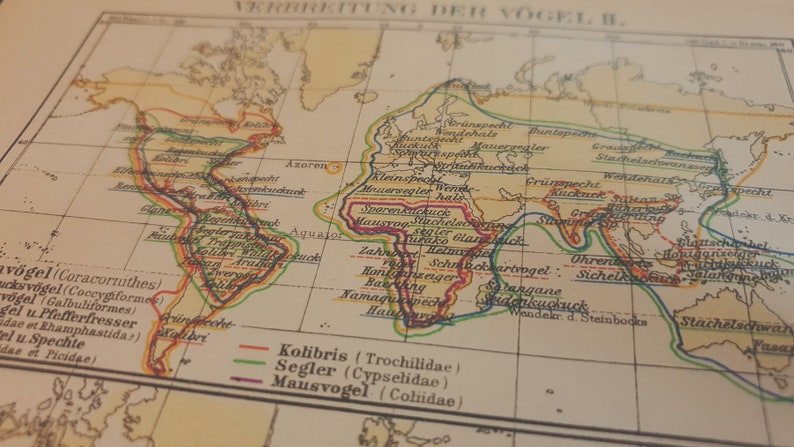 1907 Vintage Birds Distribution World Map - Etsy