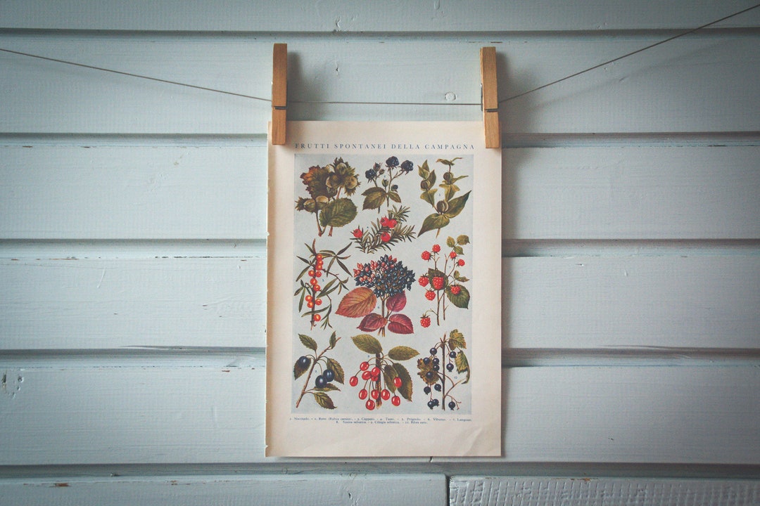 1935 Vintage Nature Fruits Illustration - Etsy