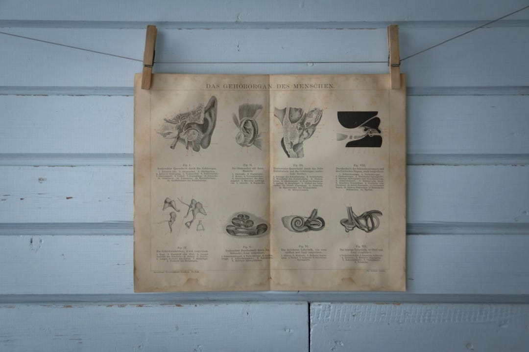 1887 Vintage Ear Anatomy Lithograph Illustration - Etsy