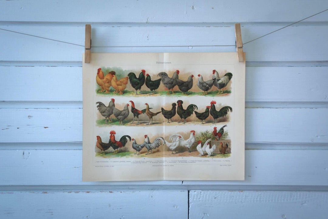 1907 Vintage Chicken Breeds Chromolithograph Illustration - Etsy