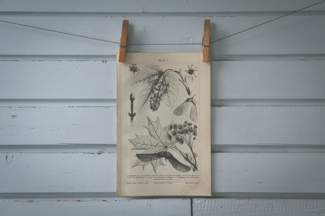 1907 Vintage Maple Lithograph Illustration - Etsy
