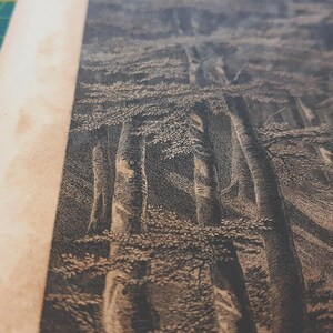 Rare Find* 1871 Vintage Beech Forest Lithograph Illustration - Etsy