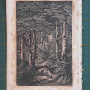 Rare Find* 1871 Vintage Beech Forest Lithograph Illustration - Etsy