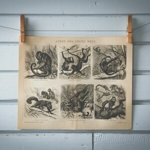 1887 Vintage New World Monkeys Lithograph Illustration - Etsy