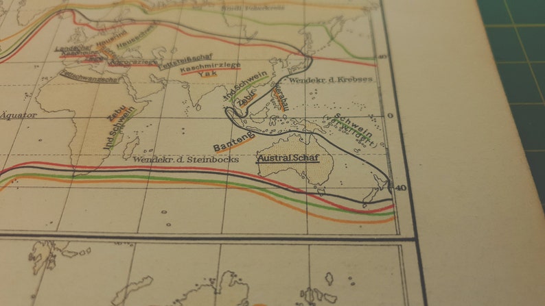 1907 Vintage Mammal Areals World Map - Etsy