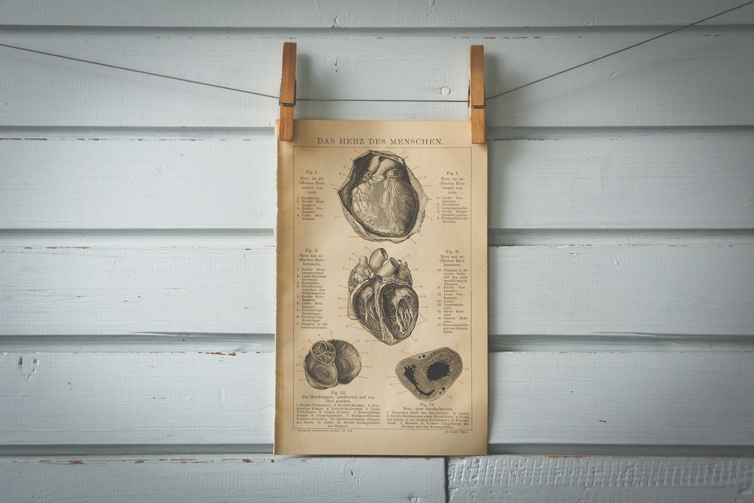 1887 Vintage Anatomy of the Heart Illustration - Etsy