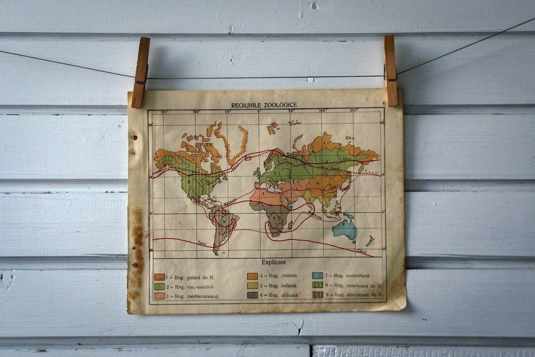 1924 Vintage Zoogeography World Map - Etsy