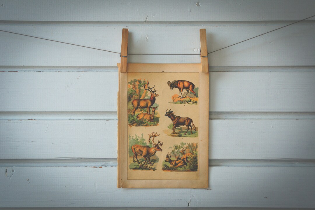 1897 Vintage Ruminants Chromolithograph Illustration - Etsy
