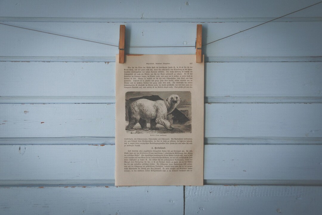 1897 Vintage Polar Bear Lithograph Illustration - Etsy