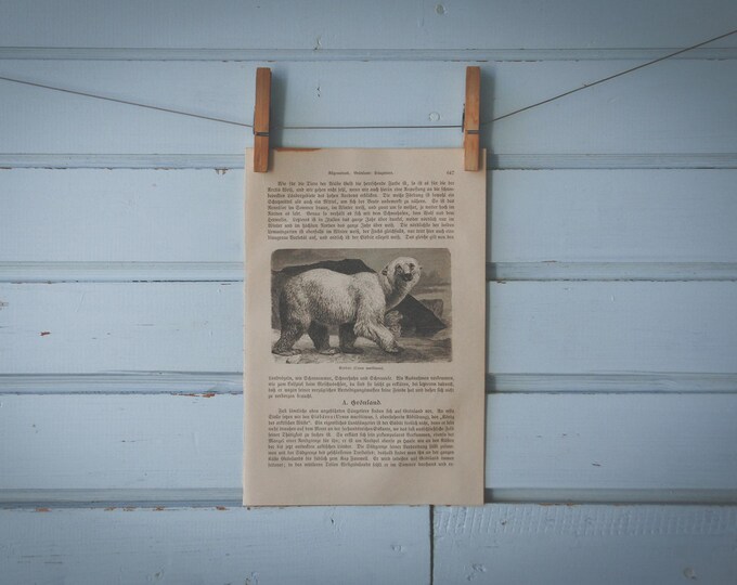 1897 Vintage Polar Bear Lithograph Illustration - Etsy